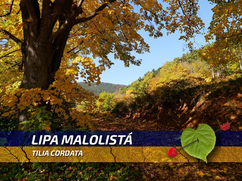 Lipa malolistá - nebojsaistdolesa.sk